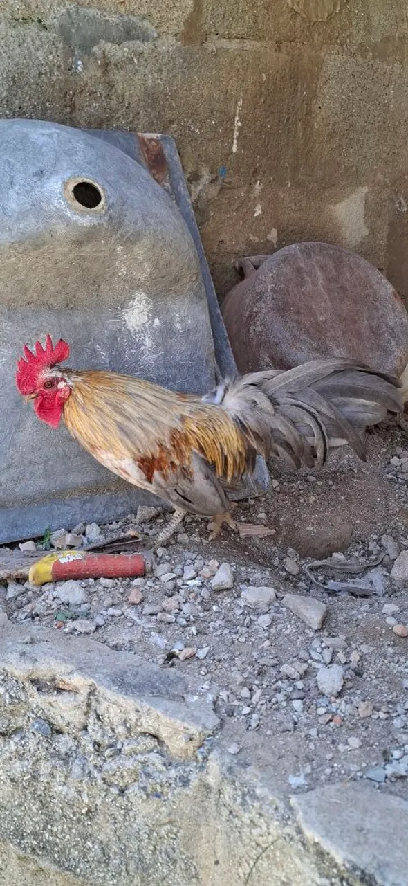 "mini garnizes" no Brasil