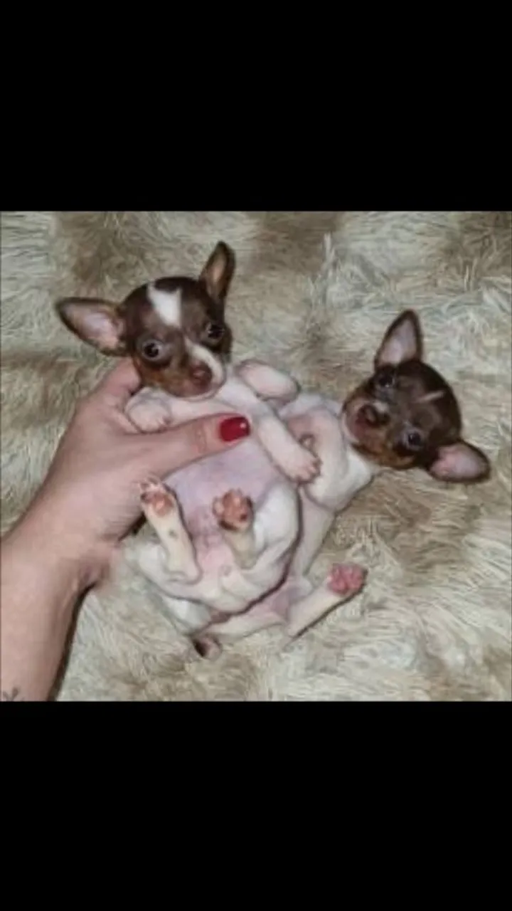 "pinscher 00 miniatura" - Cachorros no Brasil
