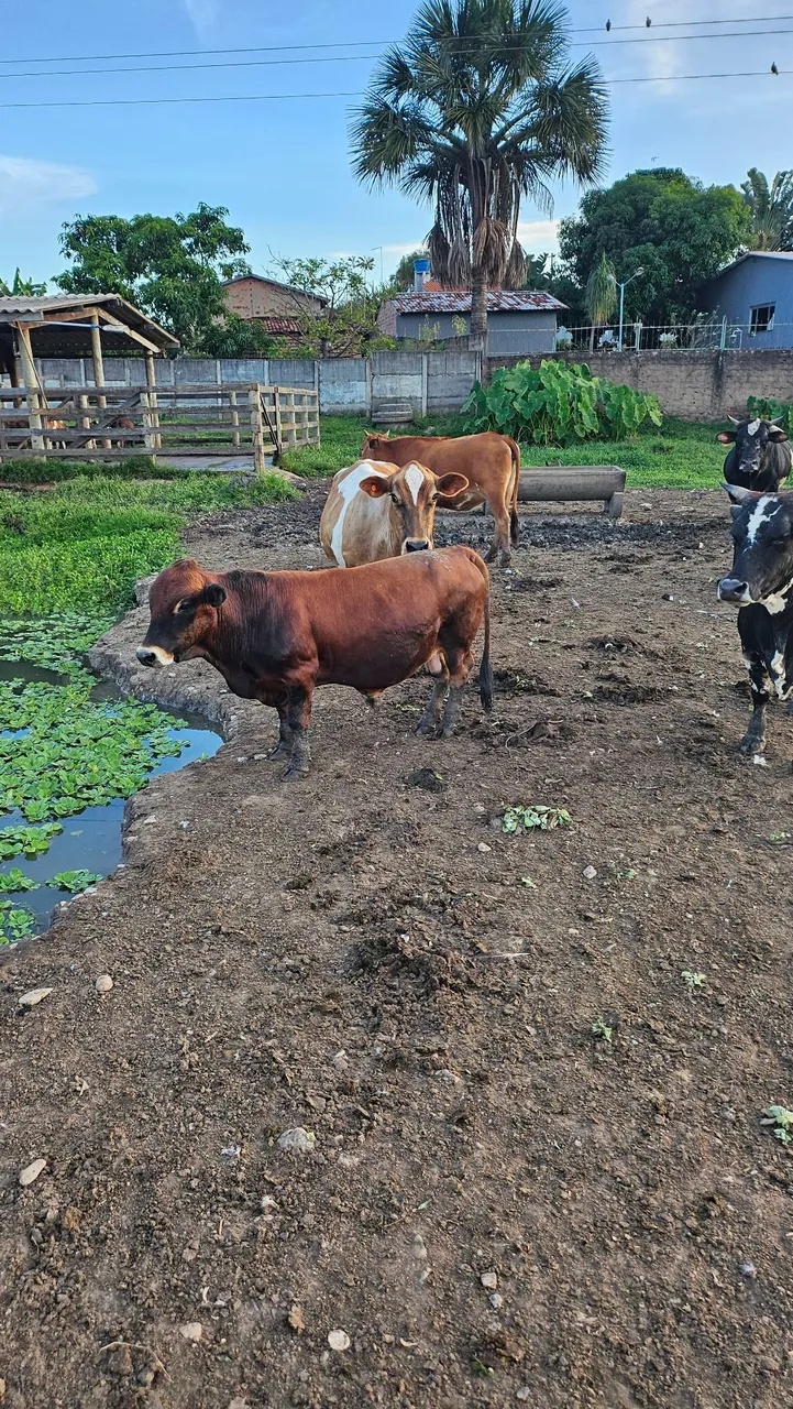 "mine vaca" no Brasil