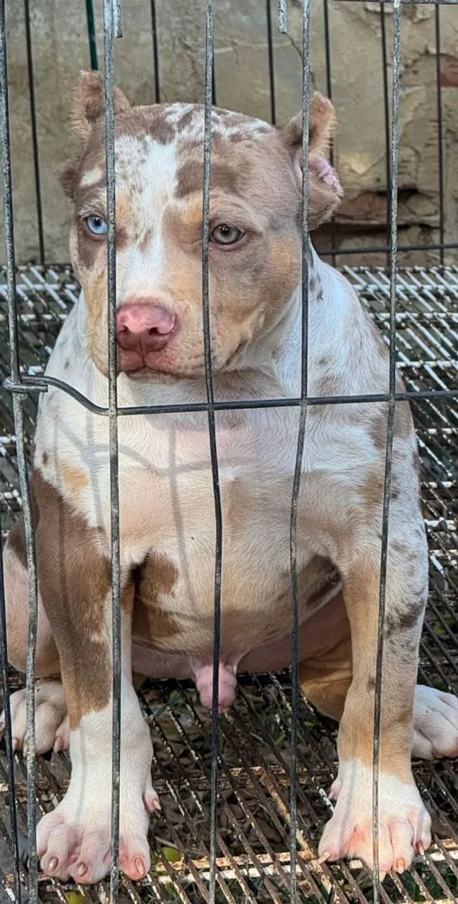 Pit Monster - Cachorros - Paciência, Rio de Janeiro 1460593886 | OLX