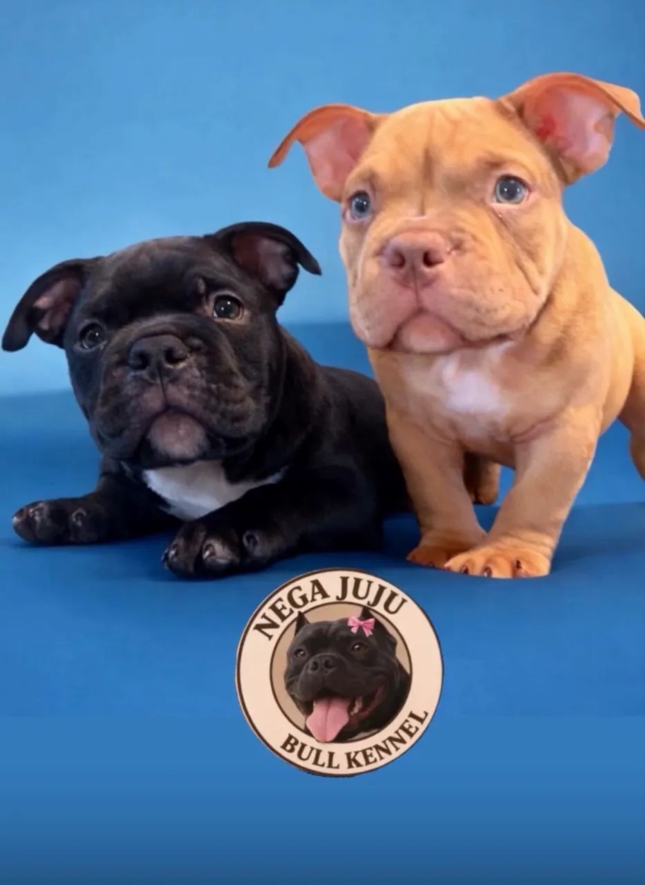 ? Filhote de American Bully Micro Black - Qualidade e Procedência ...