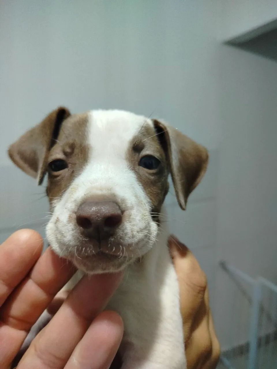 Jack Russel terrier 55 dias olhos verdes rsrs - Cachorros - Jardins ...