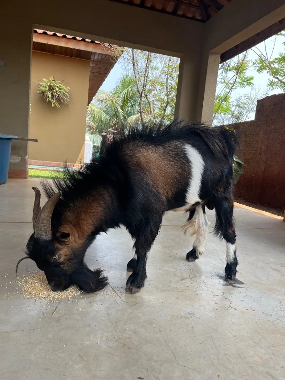 "mini cabras" no Brasil