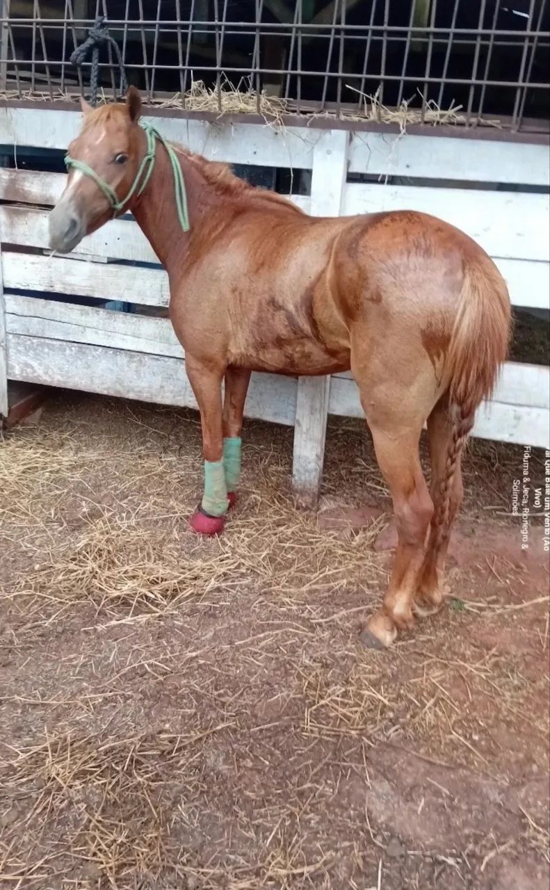 Vendo petiça boa de rédea - Animais para agropecuária - Ourizona ...