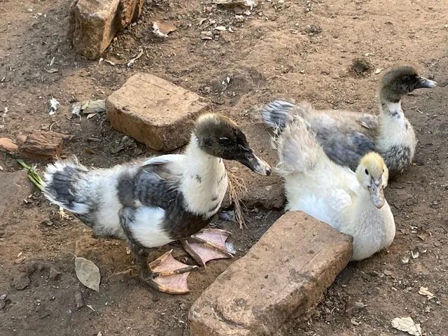 "filhotes de patos" no Brasil