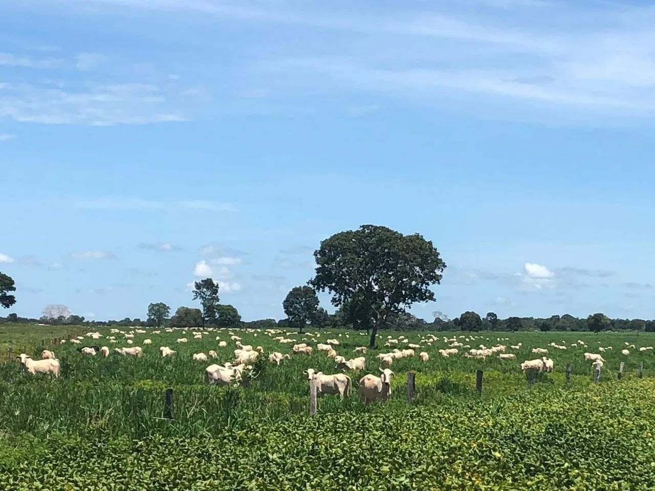 Fazenda em - Bonópolis - Goiás - Terrenos, sítios e fazendas ...