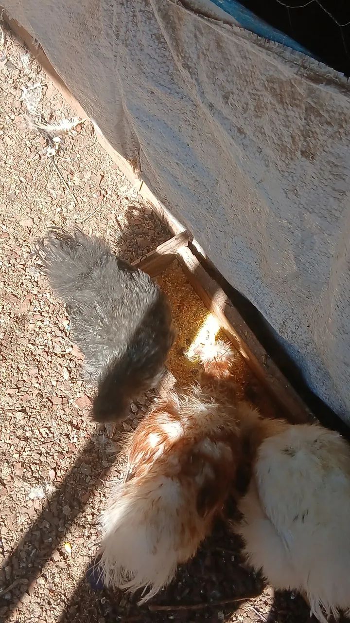 Vendo franguinho de sedosa do Japão várias cores - Outros animais ...