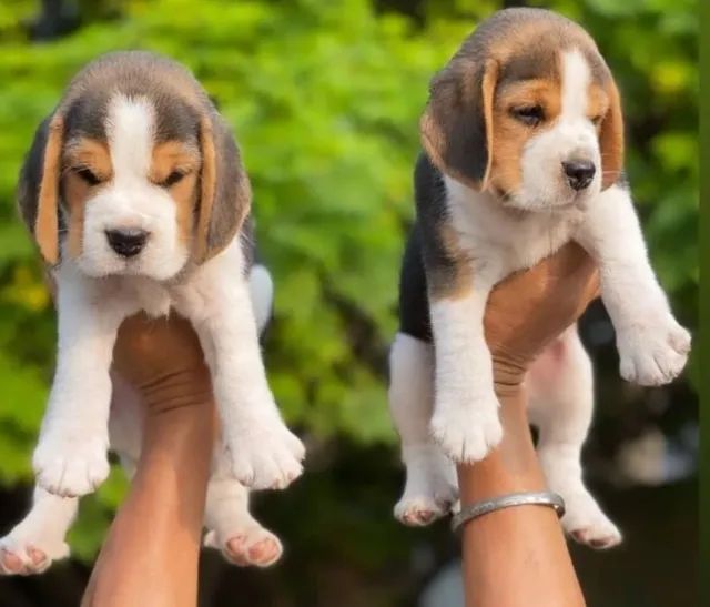 "beagle bicolor femea" no Brasil