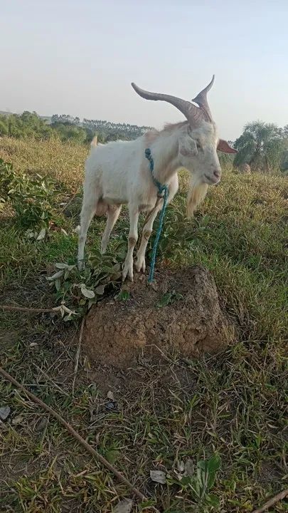 Venda de cobertura (bode sani)