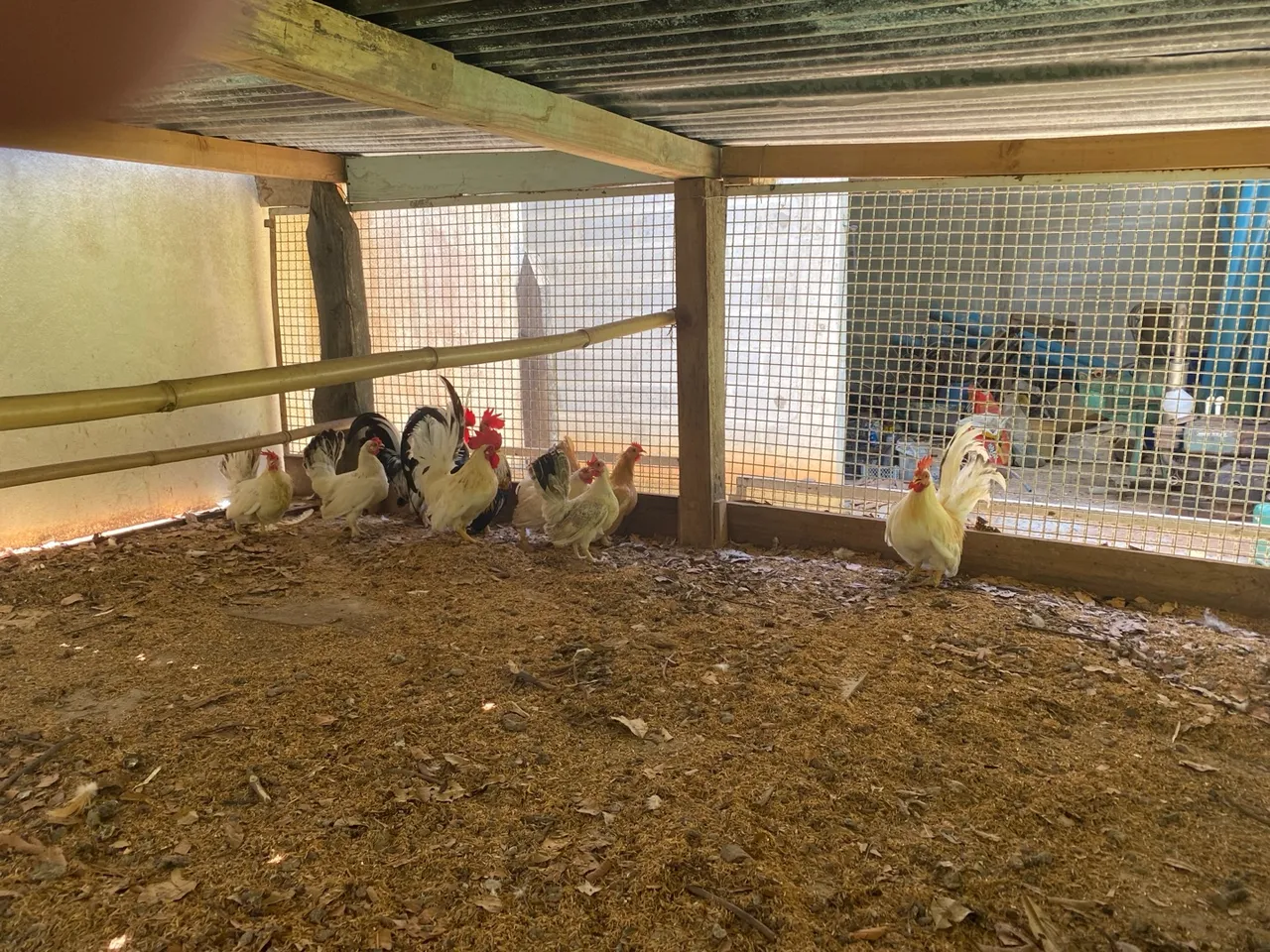 "garnizes nagasaki" no Brasil