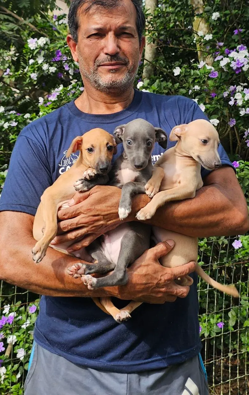 "galgo italiano" no Brasil