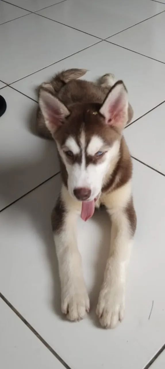 Husky siberiano 3 meses - Cachorros - Adrianópolis, Manaus 1468178728 | OLX
