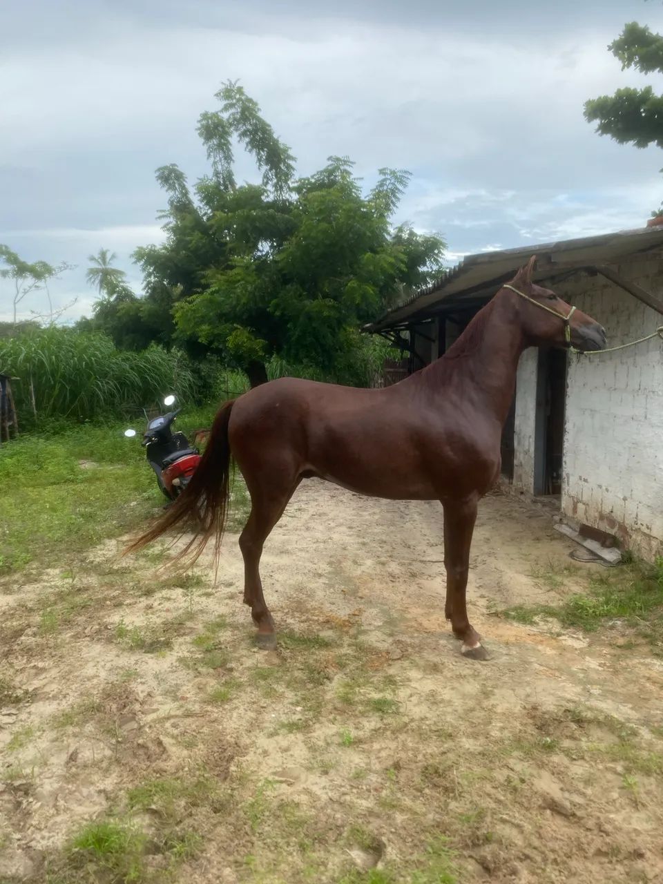 Cavalo Mangalarga - Animais para agropecuária - Pindoretama 1505164198 ...