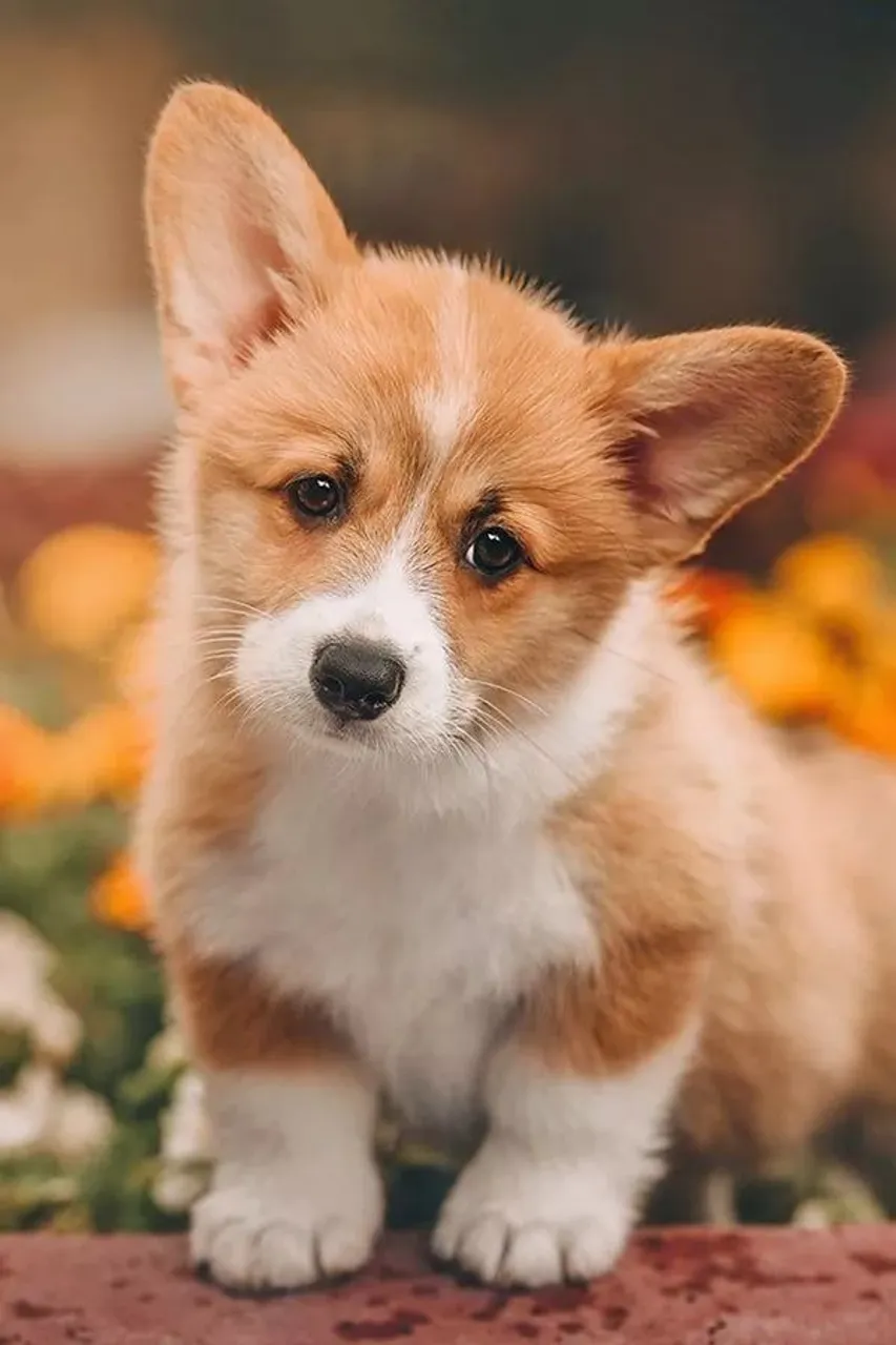 "corgi" - Cachorros no Brasil