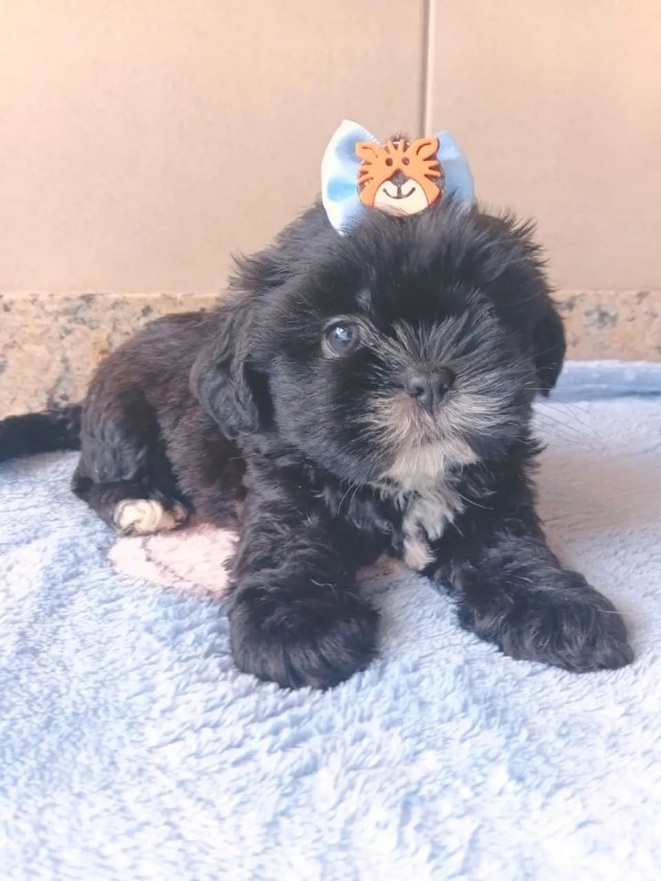 Filhotes de shit zu prontos para entregar - Cachorros - Sombrio ...