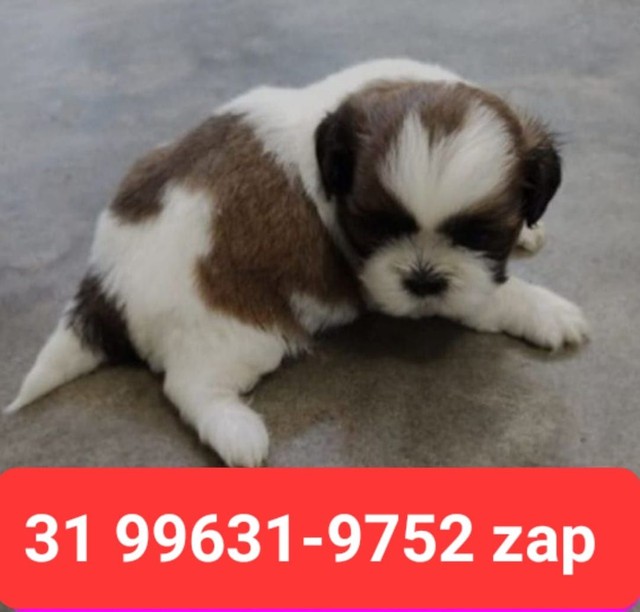 Mini lhasa apso | +2962 anúncios na OLX Brasil