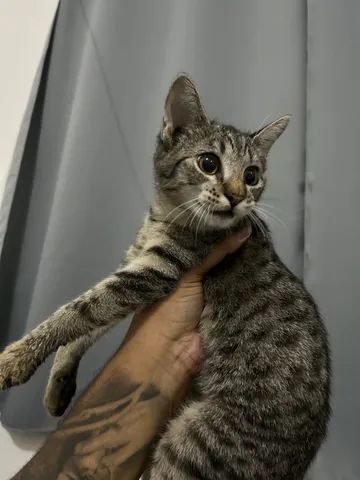 "gatos tigrados" no Brasil