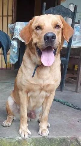 "labrador adulto" no Brasil