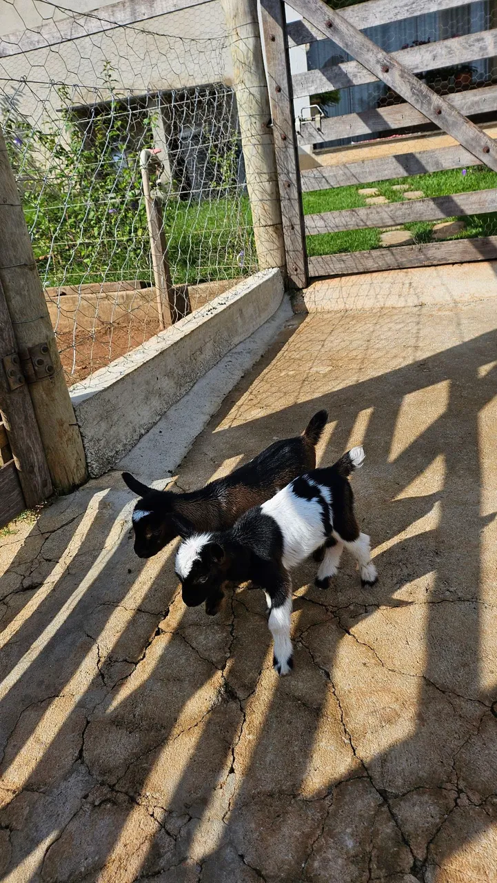 "mini cabras" no Brasil