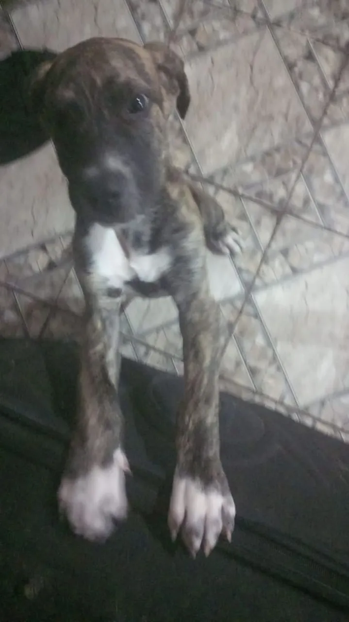 "fila brasileiros" no Brasil