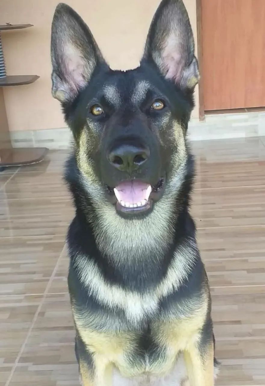Vendo Filhote de Pastor Alemão Capa Preta - Cachorros - Jaraguá ...