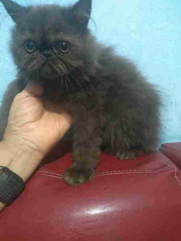 Persa top show | +62 anúncios na OLX Brasil