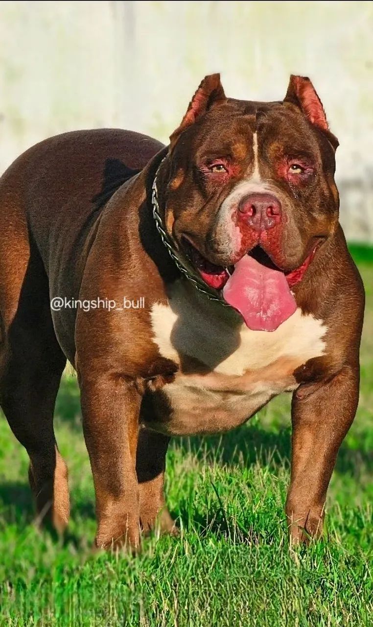 Brazilian Bull ( Pit Monster / Bully XL e XXL ) disponíveis pra ...
