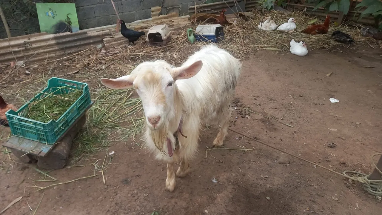 "bode filhote" no Brasil