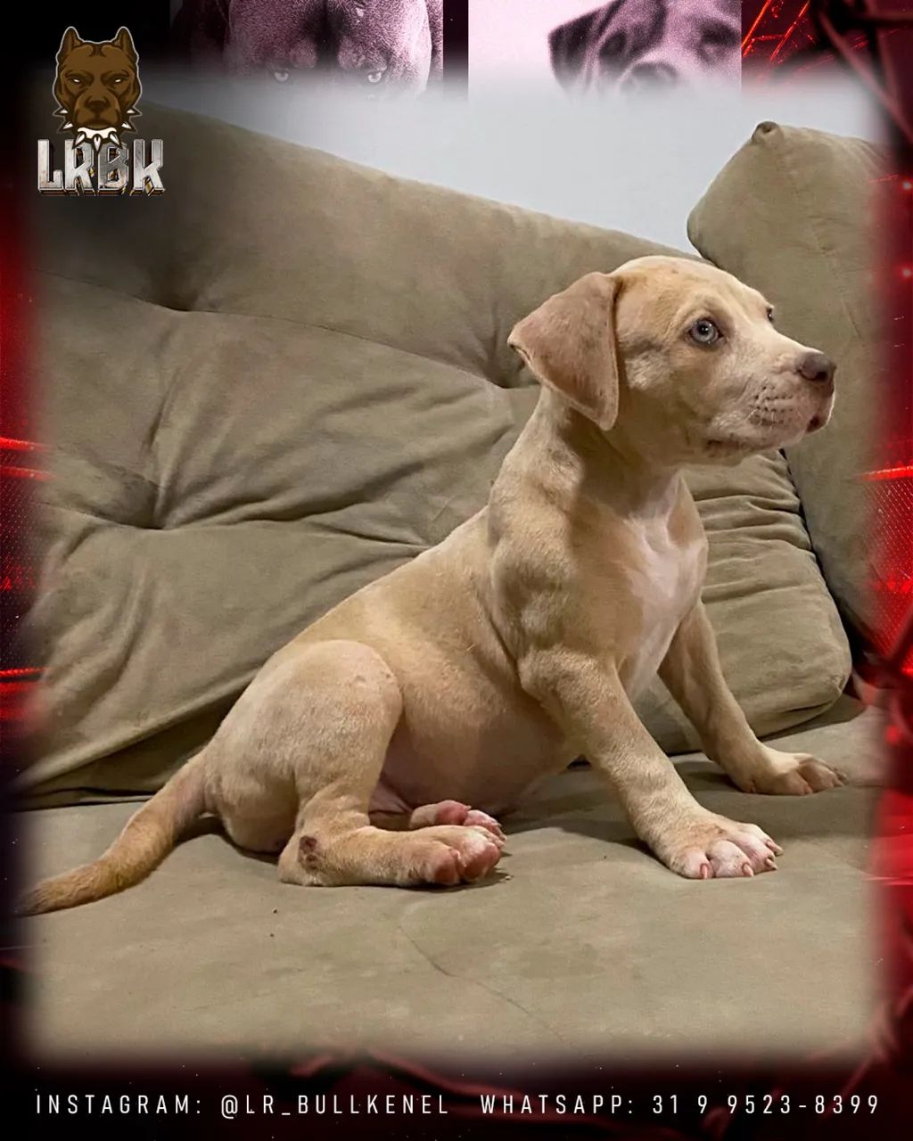 A cobertura mais esperada do ano ? Bombastic x Safira - Cachorros ...