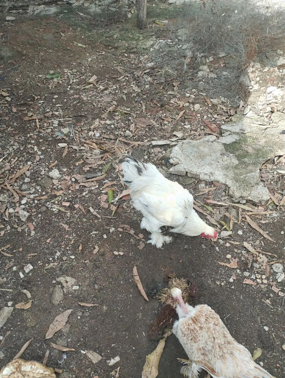 Frangos Novos - Animais para agropecuária - Guaratiba, Rio de Janeiro ...