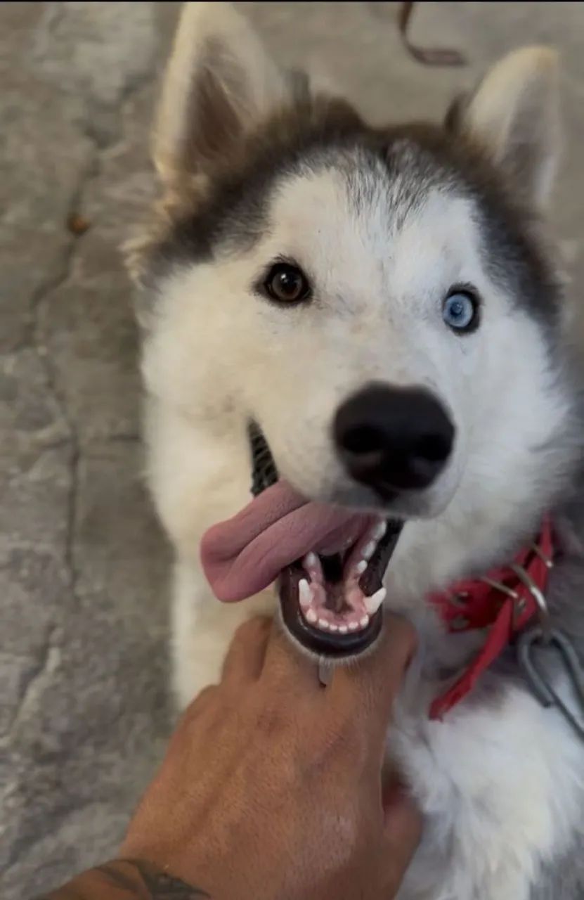 Husky Siberiano - Cachorros - Rio Largo 1468173765 | OLX