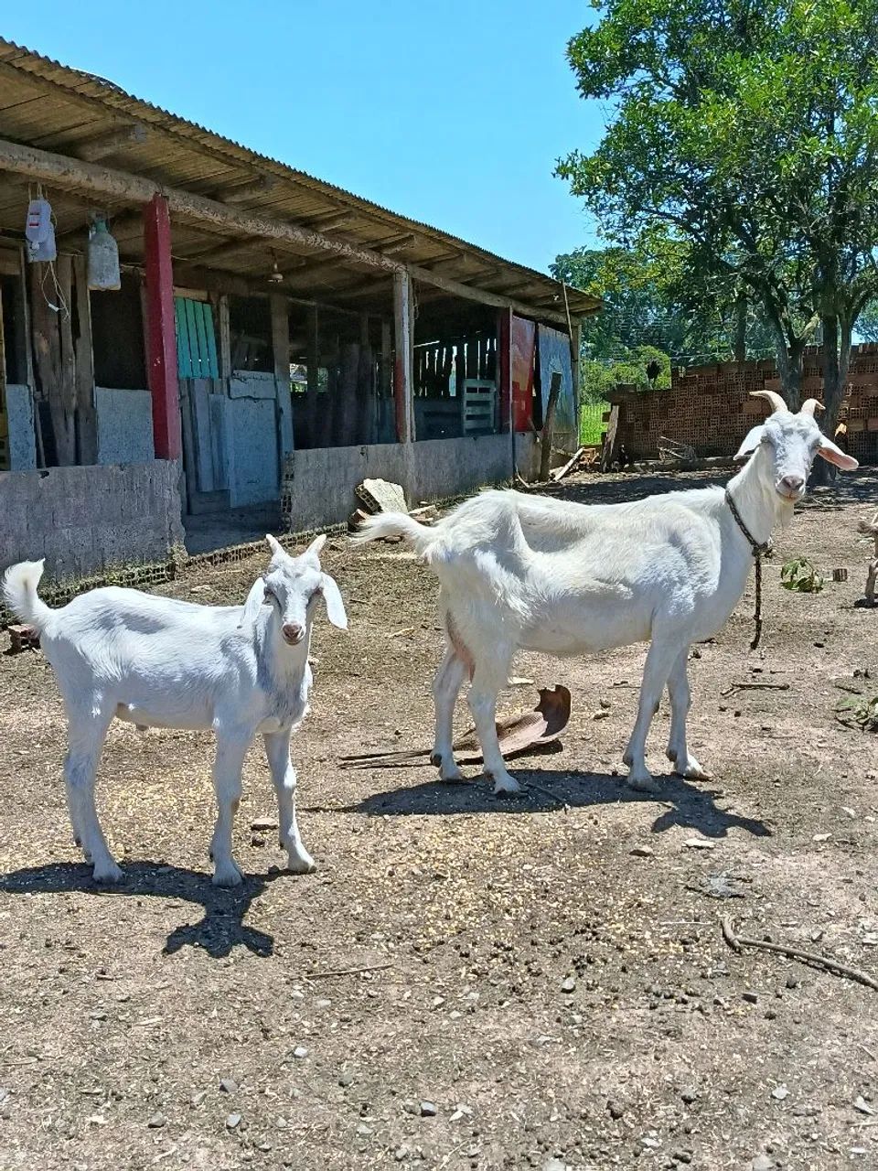 Cabrita com filhotes - Animais para agropecuária - Forquilhinha ...