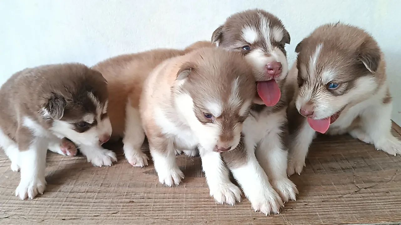 Husky siberiano wooly - Cachorros - Centro, Feira de Santana 1468198448 ...