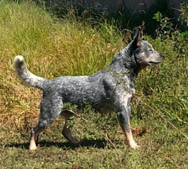 "cachorros blue heeler" - Cachorros no Brasil