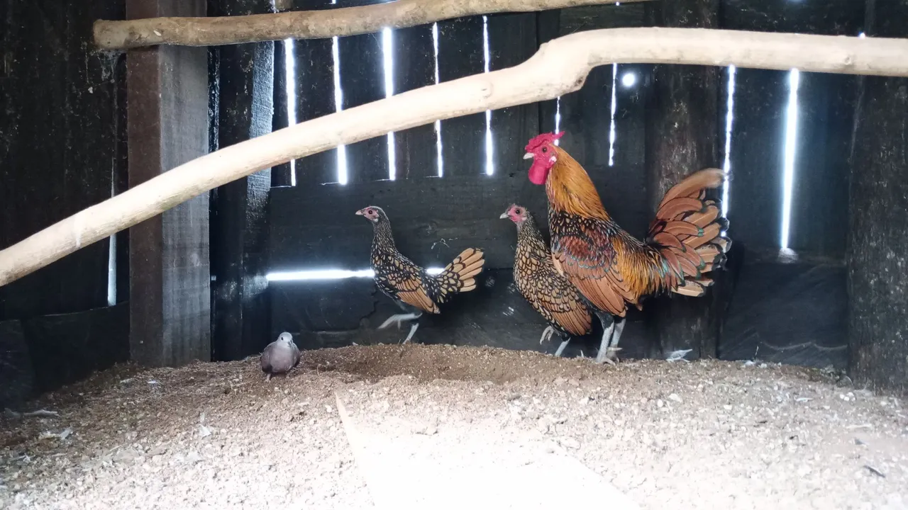 "garnizes nagasaki" no Brasil