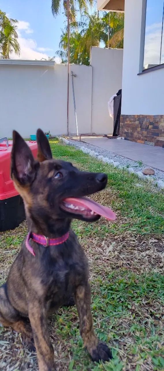 Pastor holandês - Cachorros - Guiomar, Antônio Carlos 1472513201 | OLX