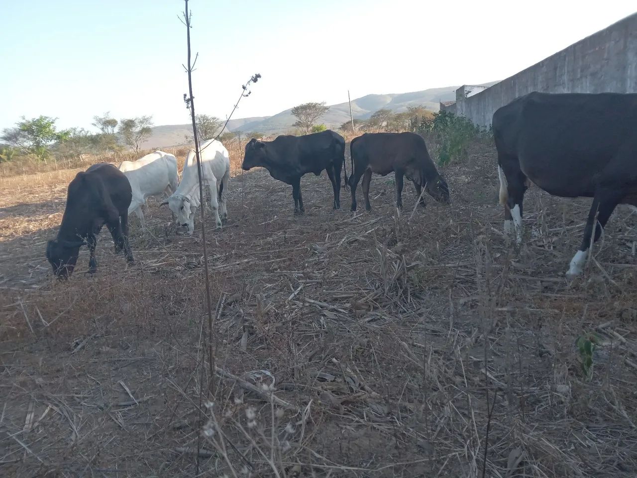 VENDO GADO 7 CABEÇAS - Animais para agropecuária - Simão Dias ...