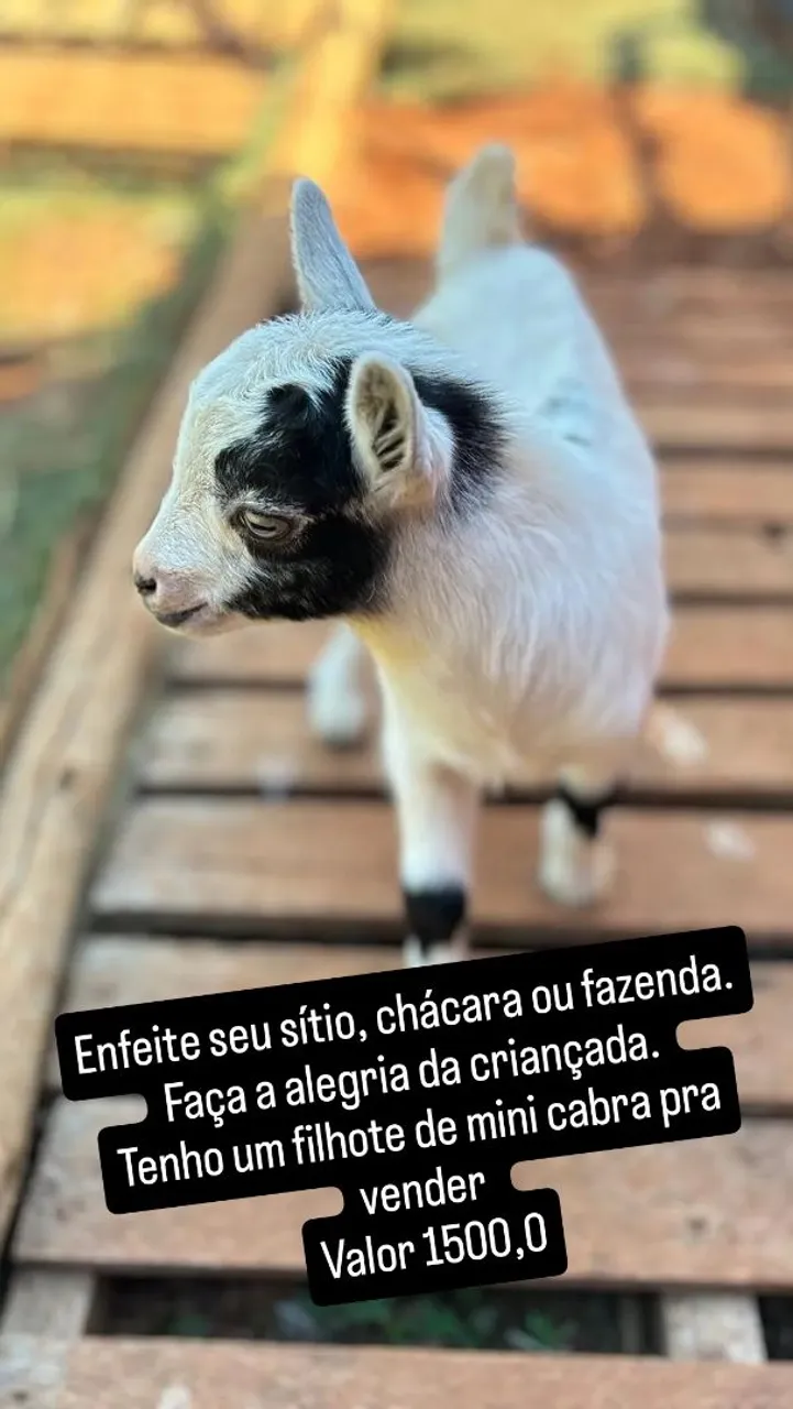 "mini cabras" no Brasil