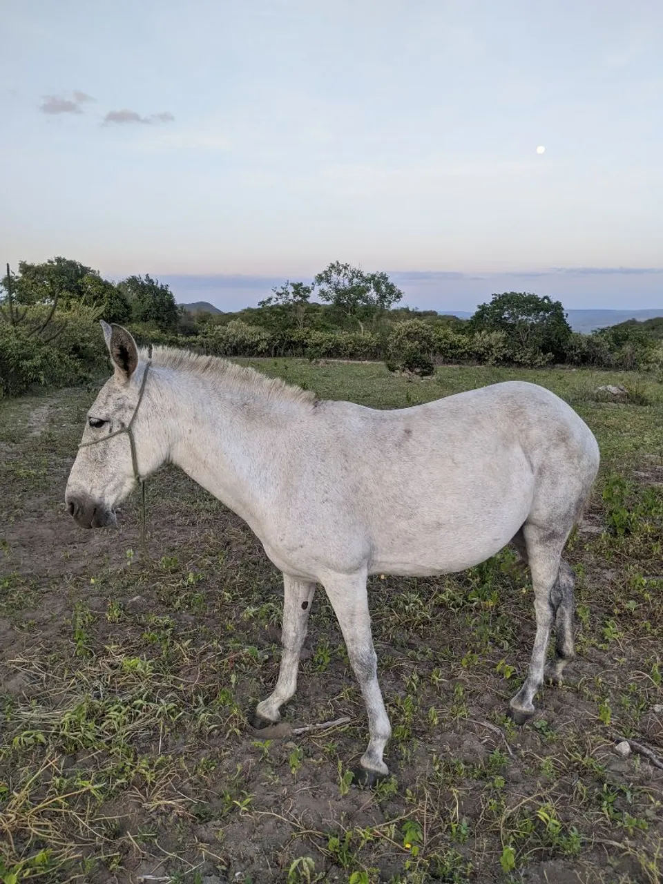 "cavalos e burros" no Brasil