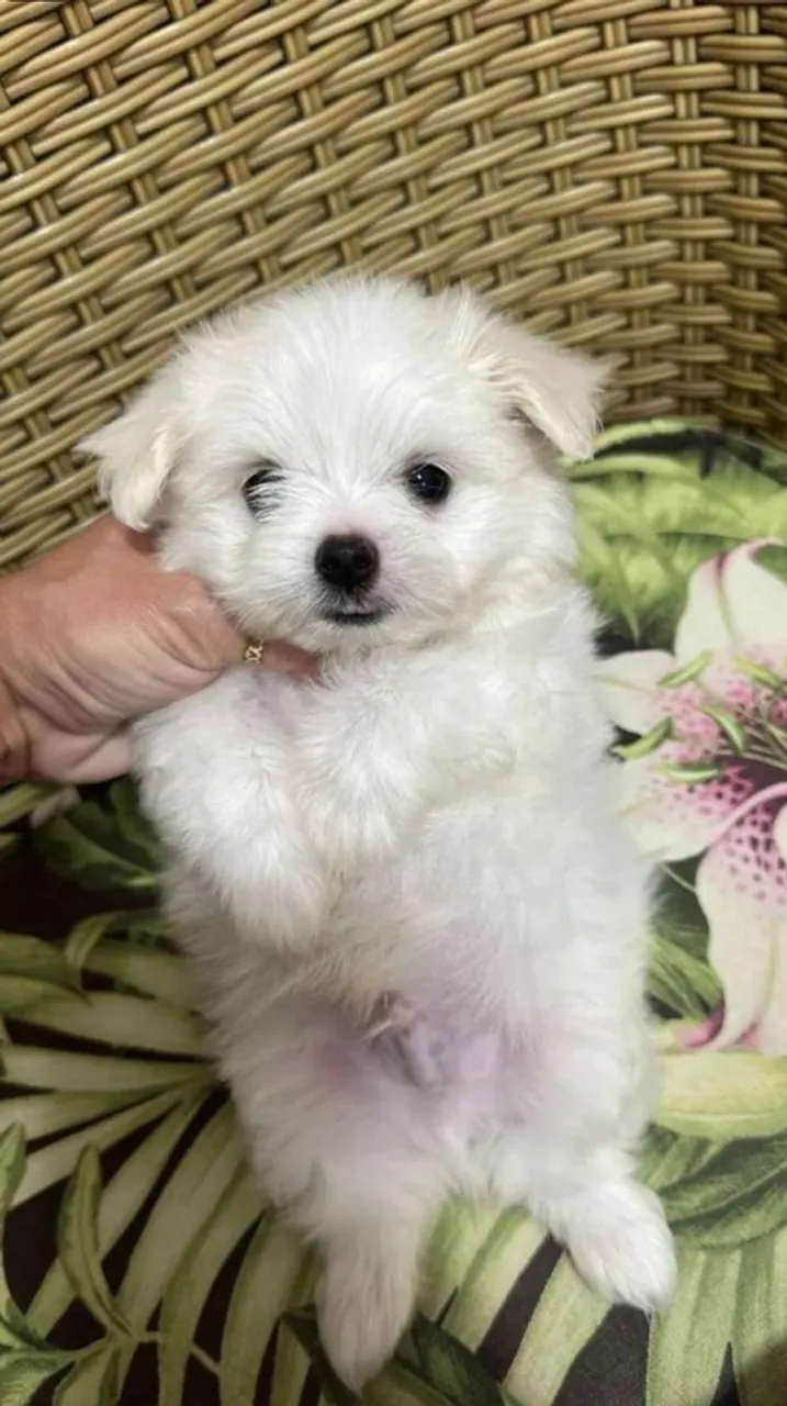 "filhotes de cachorro maltes" - Cachorros no Brasil