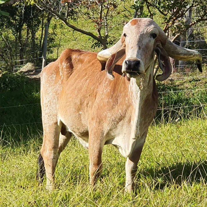 "vacas gir leiteiro" no Brasil