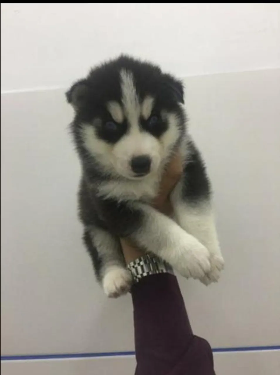 "huski seberiano" no Brasil