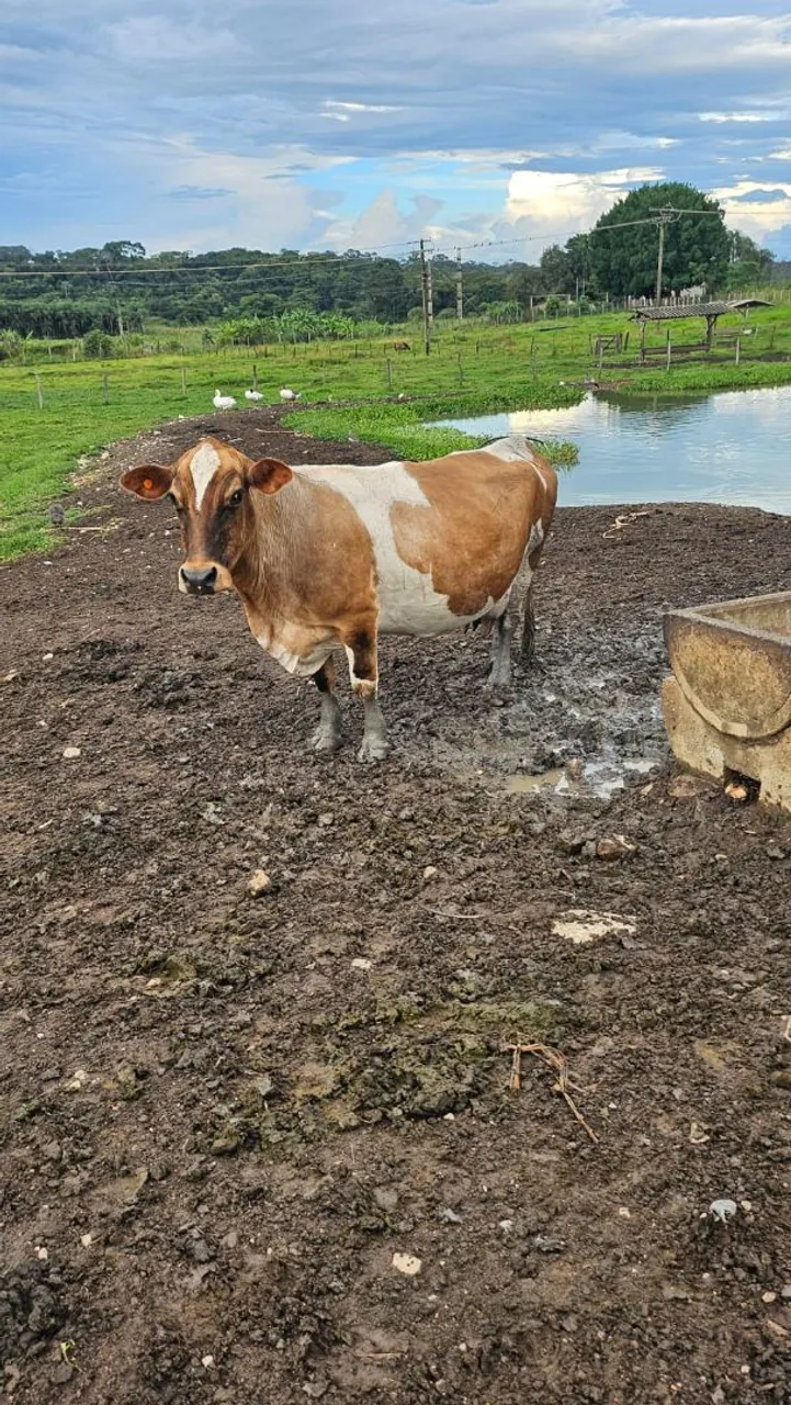 "mini vaca" - Animais para agropecuária no Brasil