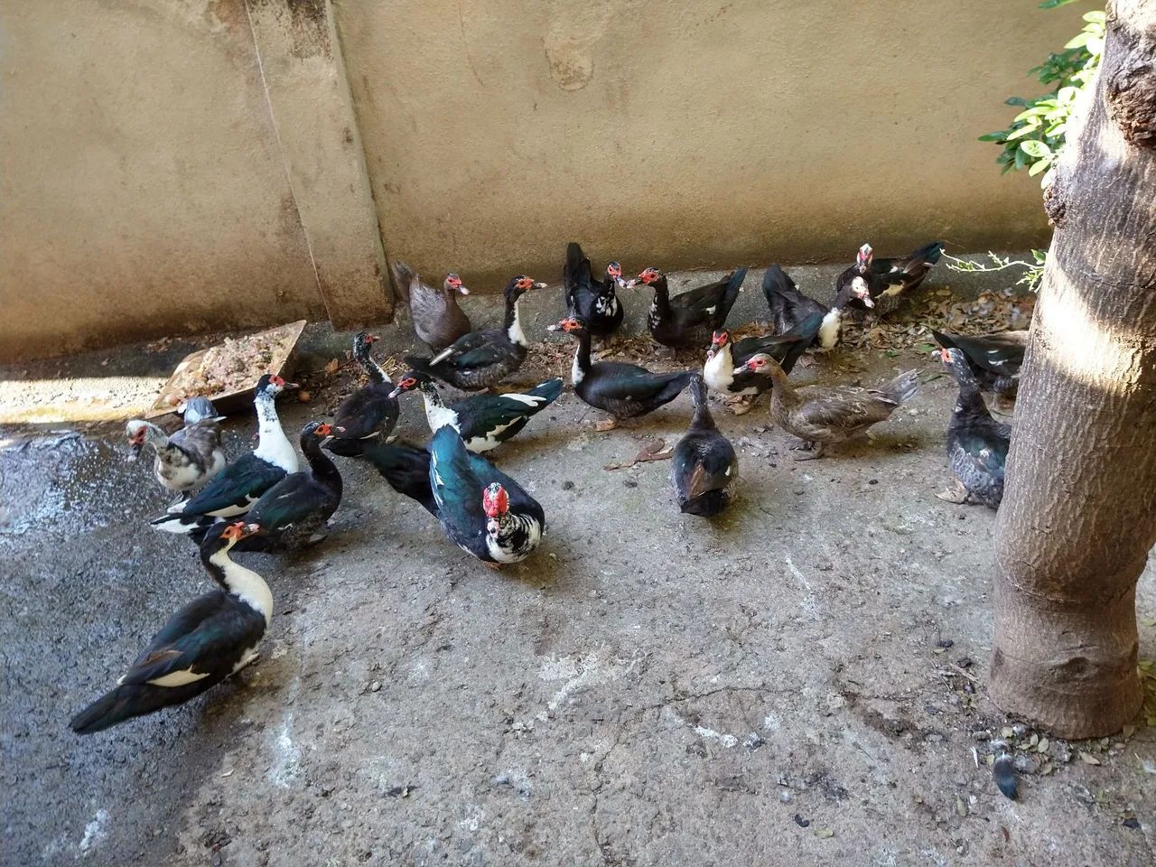 Animais de estimação e outros - Outros animais - Mariano Procópio, Juiz ...