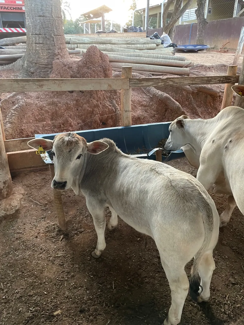 "vendas de gado nelore" - Animais para agropecuária no Brasil