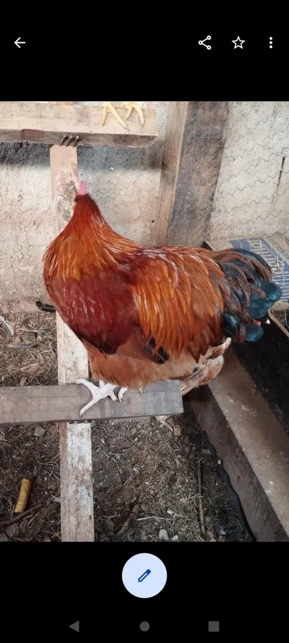 Vendo galo Orpington - Animais para agropecuária - Centro, Prudente de ...