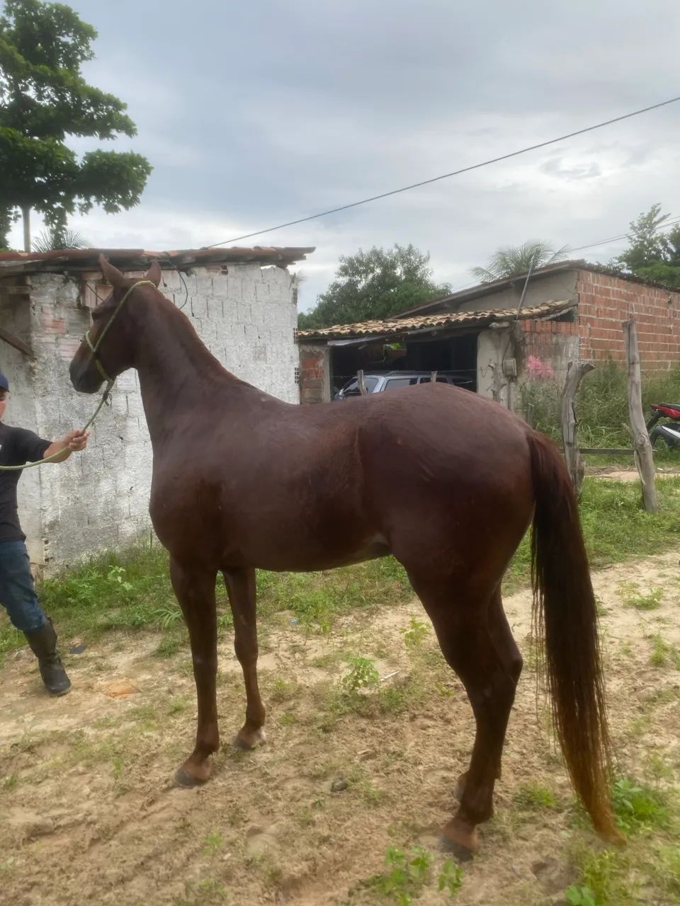 Cavalo Mangalarga - Animais para agropecuária - Pindoretama 1505164198 ...