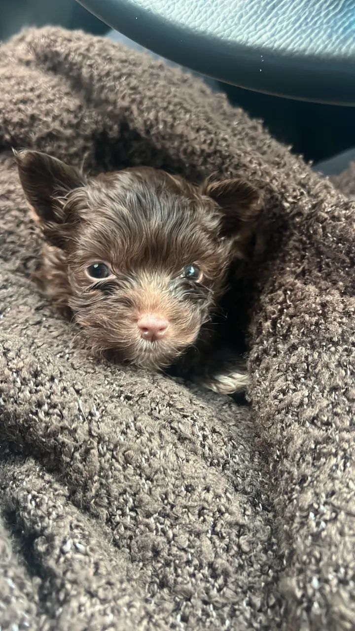 Yorkshire micrisdima chocolate 2.300.00 - Cachorros - Sul (Águas Claras ...