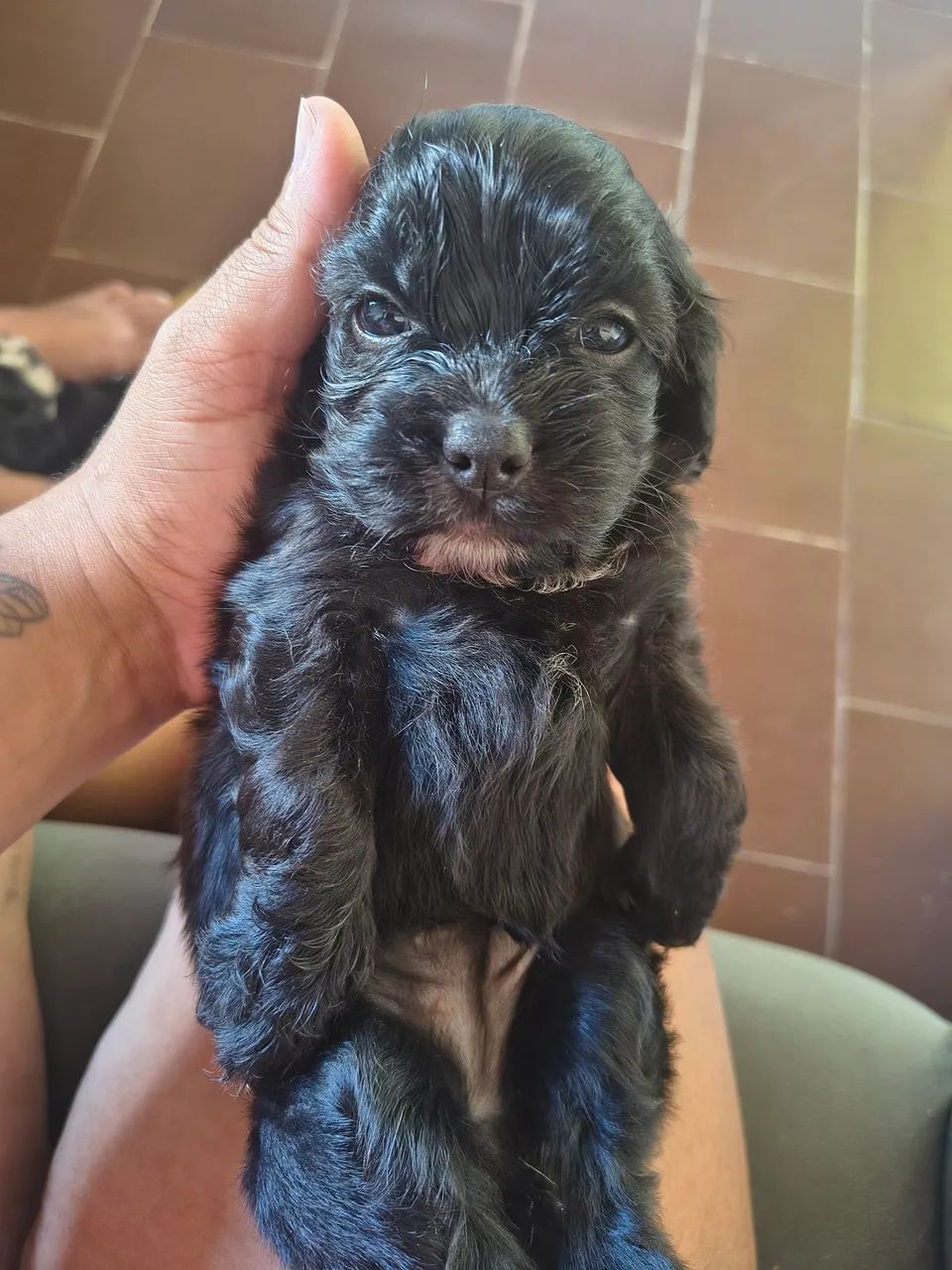 Cocker Spaniel Inglês - Cachorros - Conjunto Cristina (São Benedito ...