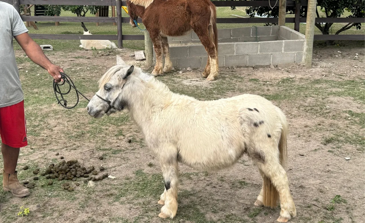 Cavalos no Rio de Janeiro e região, RJ